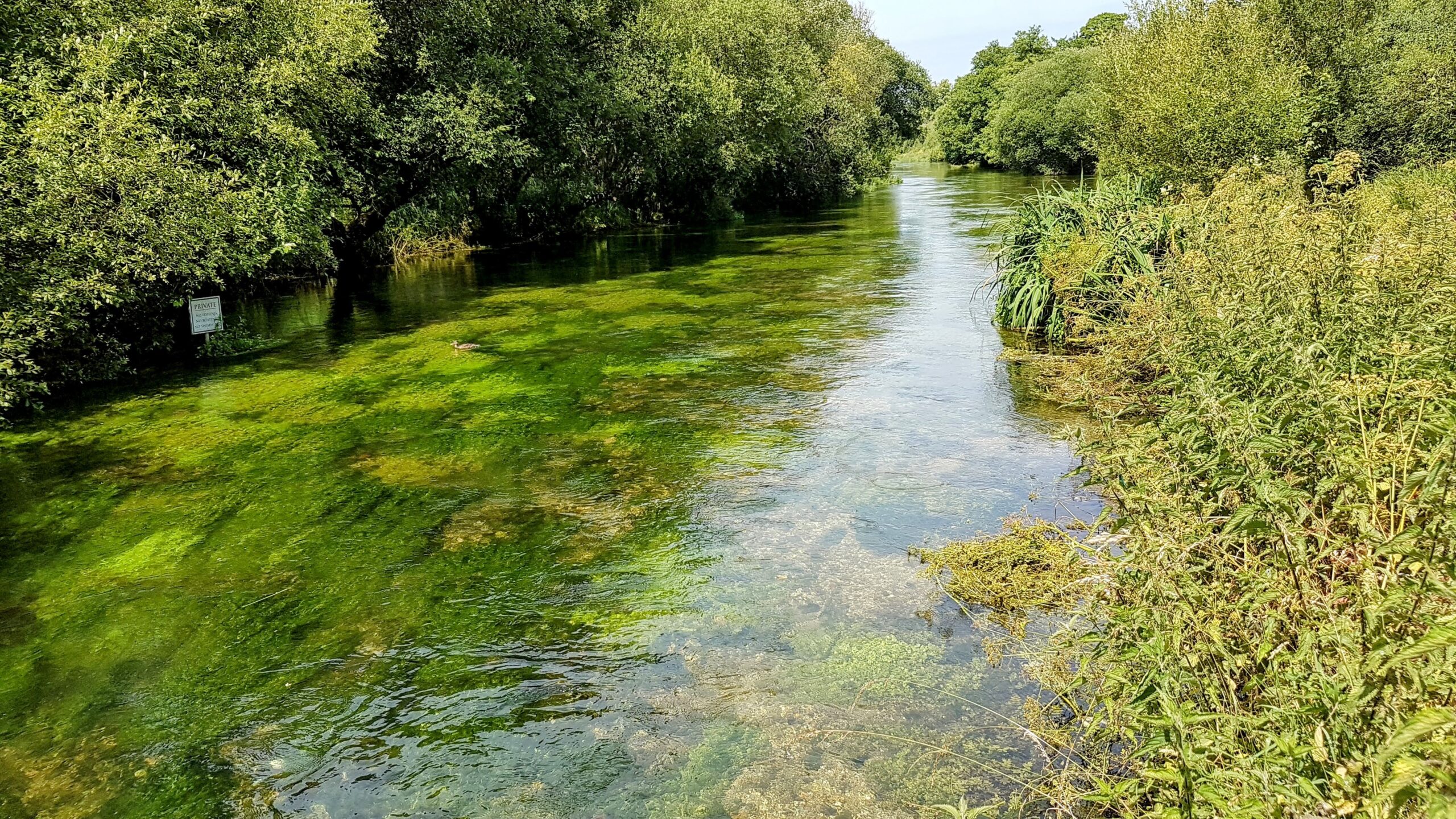 Chalk Stream - THE URBAN ANIMIST