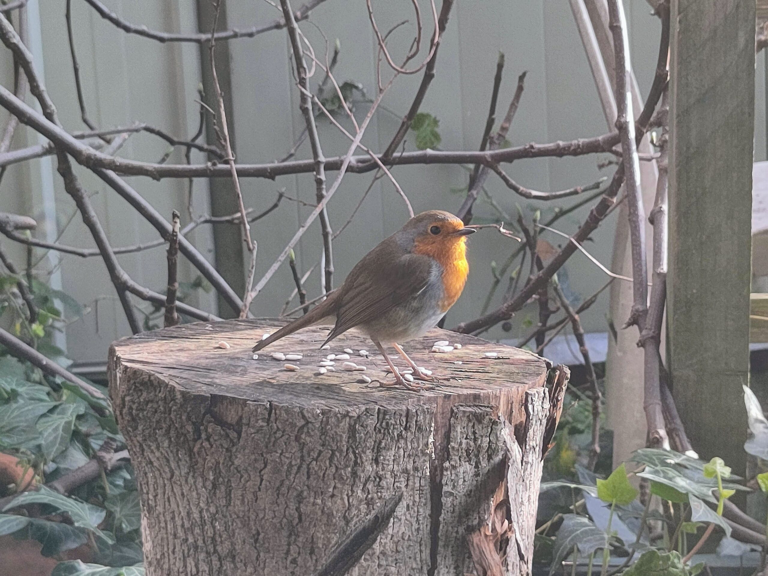 Meditation with an Unseen Robin - THE URBAN ANIMIST